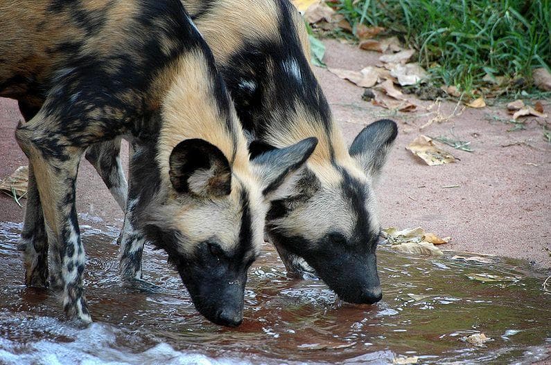 African Dogs Are Actually Social And Affectionate Pup, Not Bloodthirsty ...