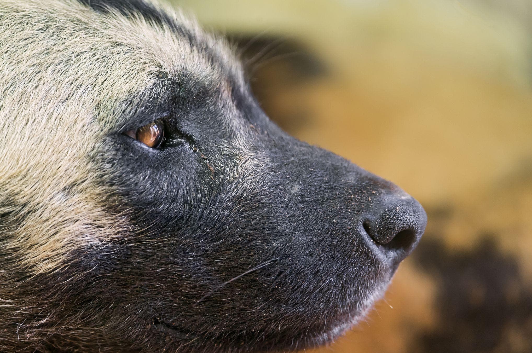 African Dogs Are Actually Social And Affectionate Pup, Not Bloodthirsty ...