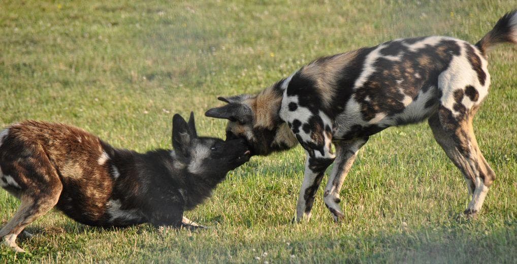 African Dogs Are Actually Social And Affectionate Pup, Not Bloodthirsty ...