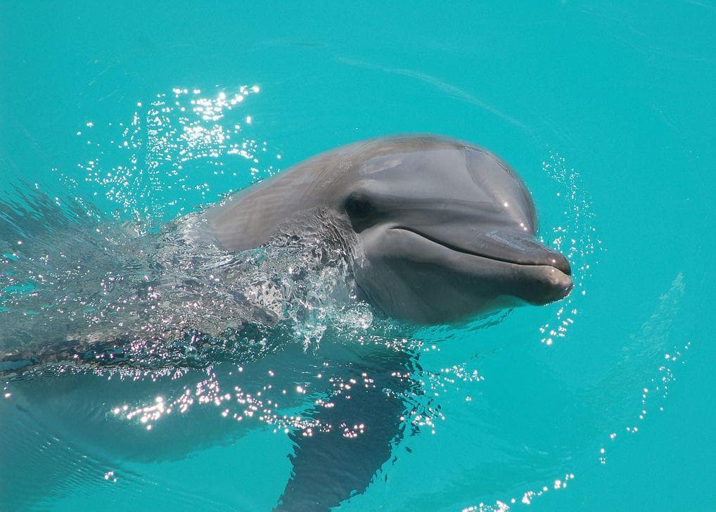 Facts About Dolphin Suicide