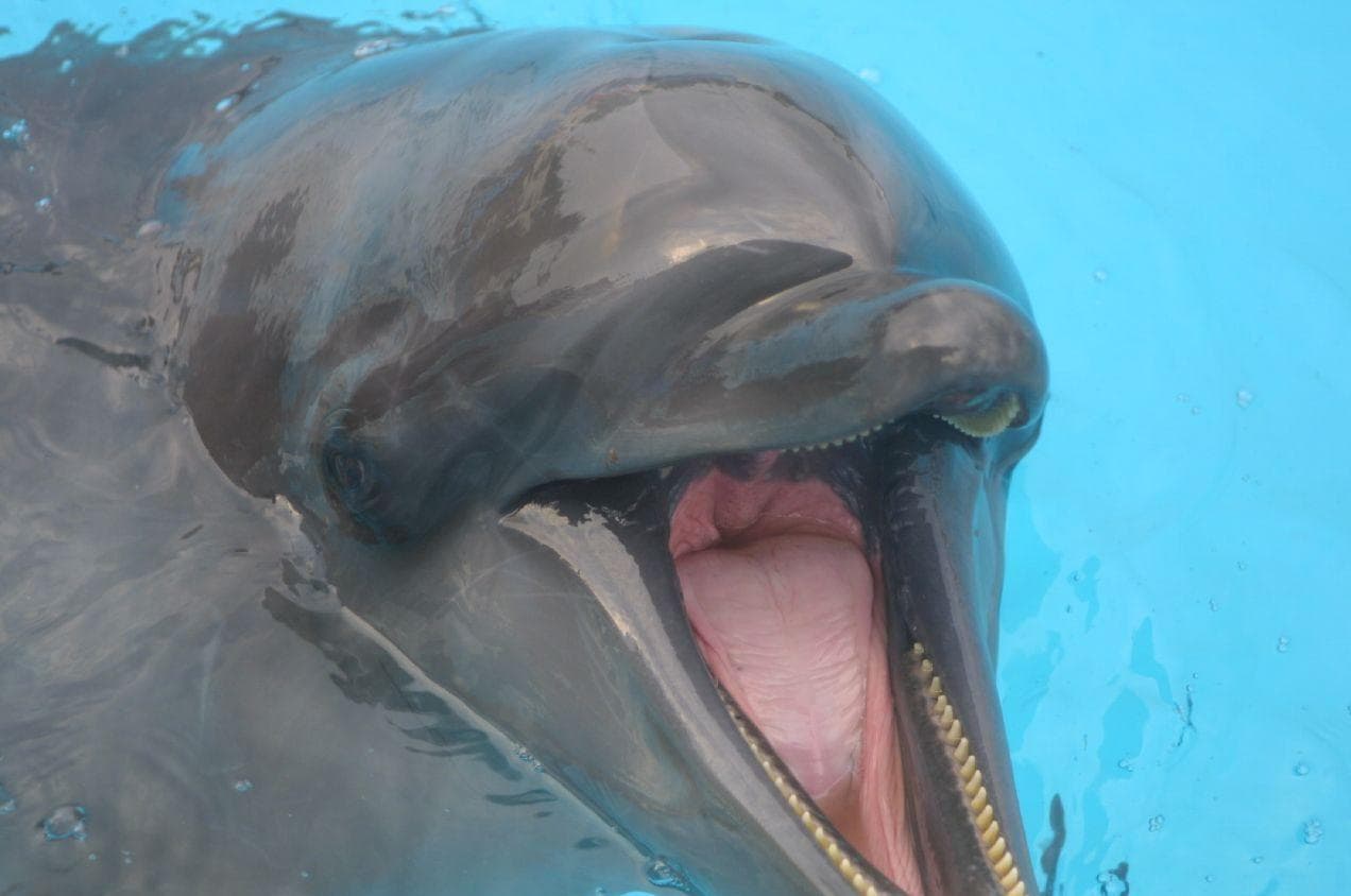 Facts About Dolphin Suicide