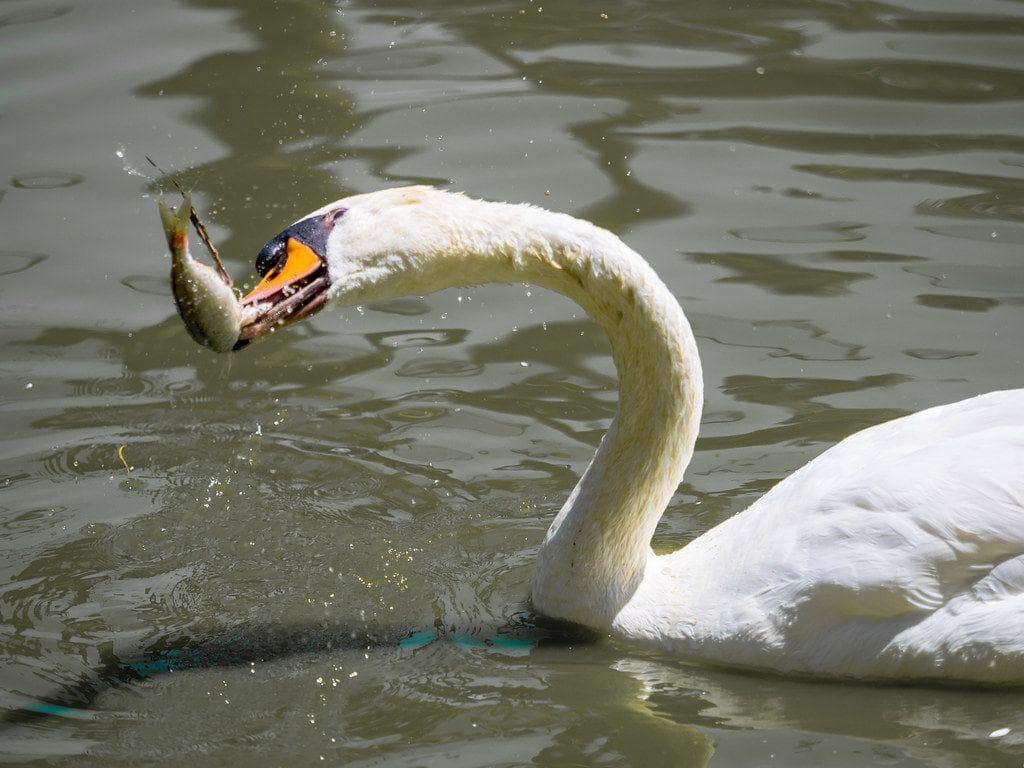 The Ugly Side of Swans That Show How Rude They Really Are
