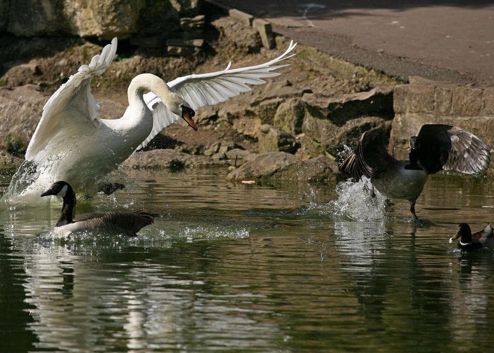The Ugly Side of Swans That Show How Rude They Really Are