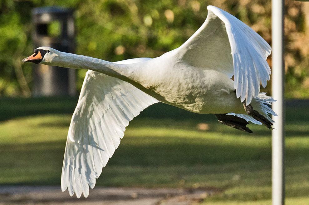 The Ugly Side of Swans That Show How Rude They Really Are