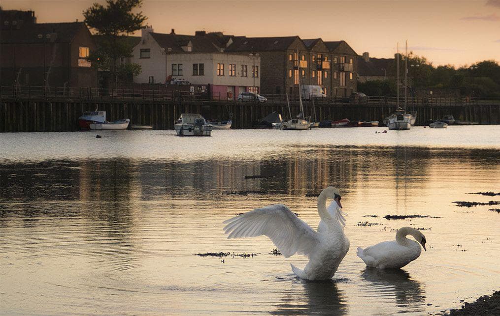 The Ugly Side of Swans That Show How Rude They Really Are