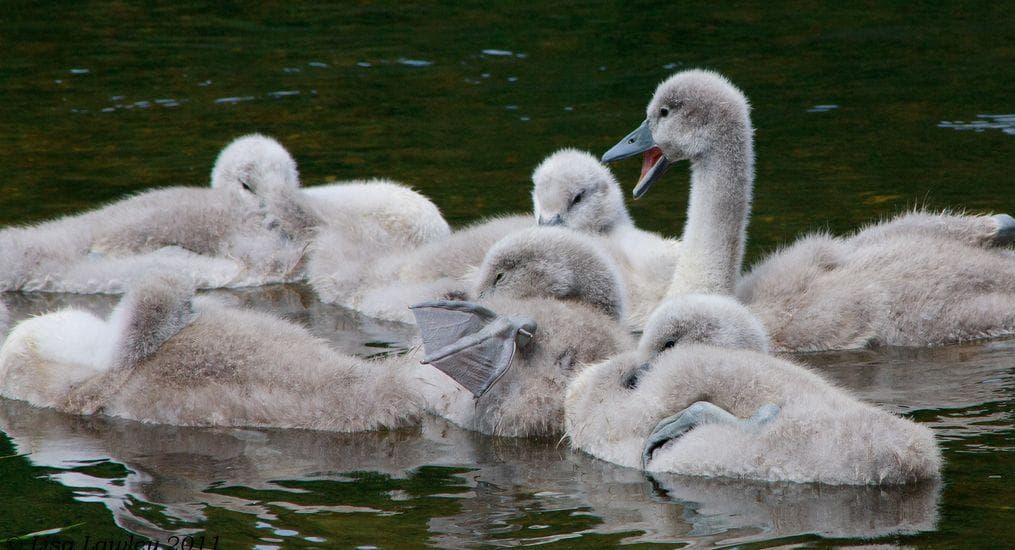 The Ugly Side of Swans That Show How Rude They Really Are