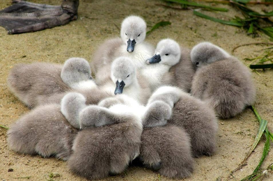 The Ugly Side of Swans That Show How Rude They Really Are
