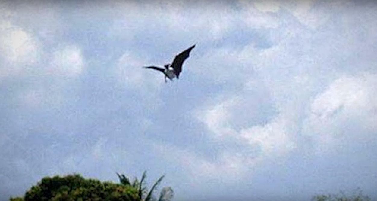 Do These Photos Prove The Legendary Mothman Is More Than Just A Legend?