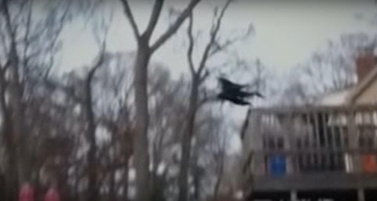 Do These Photos Prove The Legendary Mothman Is More Than Just A Legend?