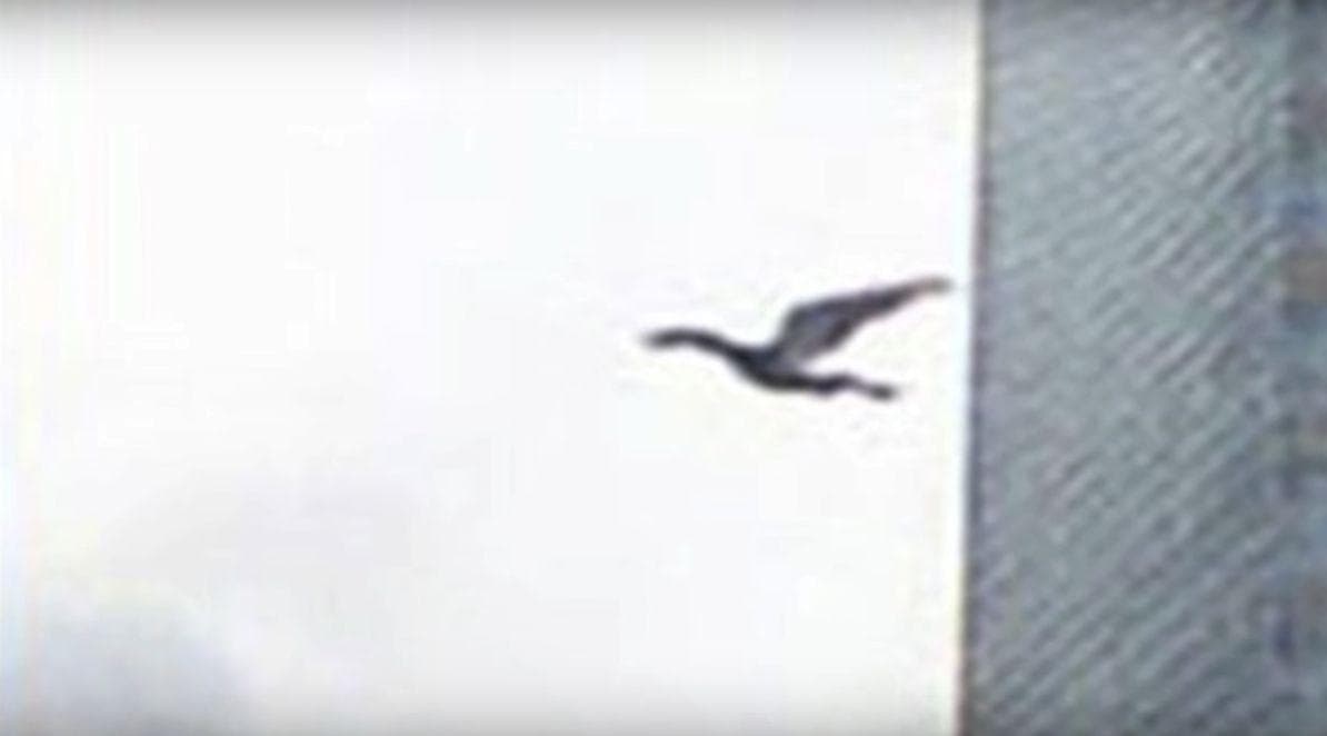 Do These Photos Prove The Legendary Mothman Is More Than Just A Legend?