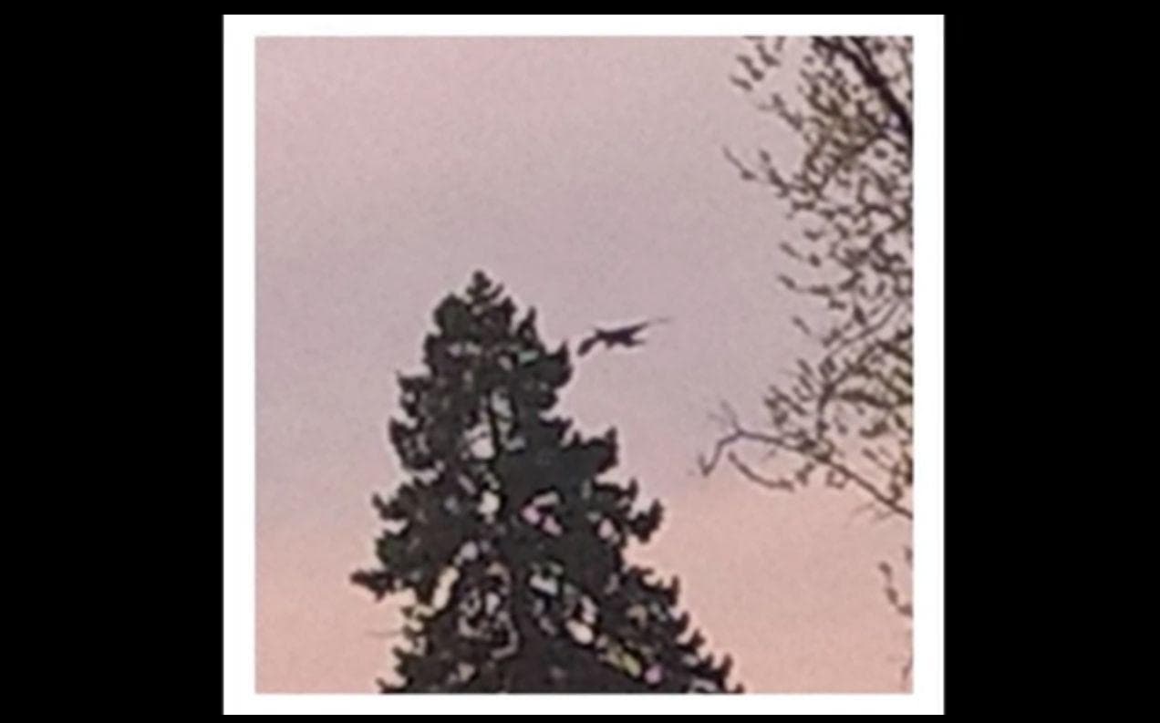 Do These Photos Prove The Legendary Mothman Is More Than Just A Legend?