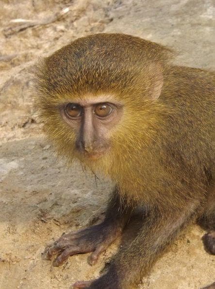 10 Fascinating Facts About the Newly Discovered Lesula Monkeys