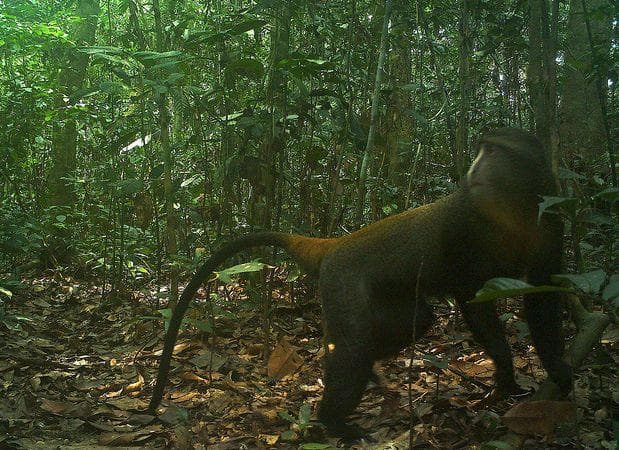 10 Fascinating Facts About the Newly Discovered Lesula Monkeys