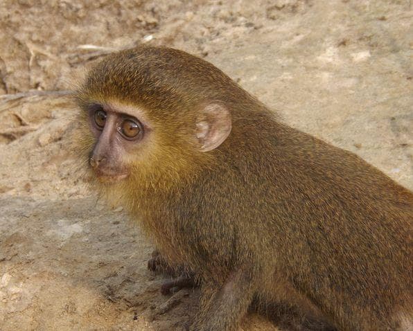 10 Fascinating Facts About the Newly Discovered Lesula Monkeys