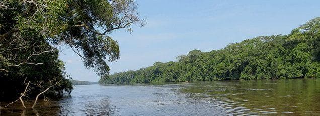 10 Fascinating Facts About the Newly Discovered Lesula Monkeys