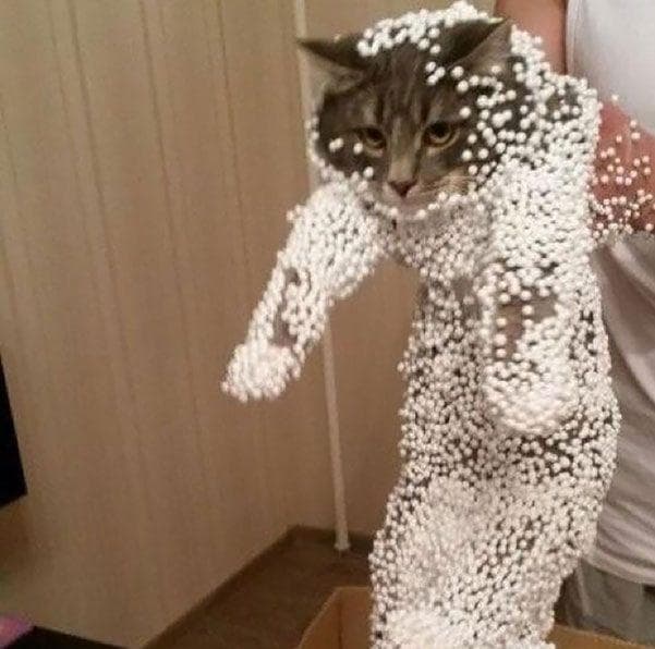 15+ Pictures Of Cats That Almost Definitely Regret Everything