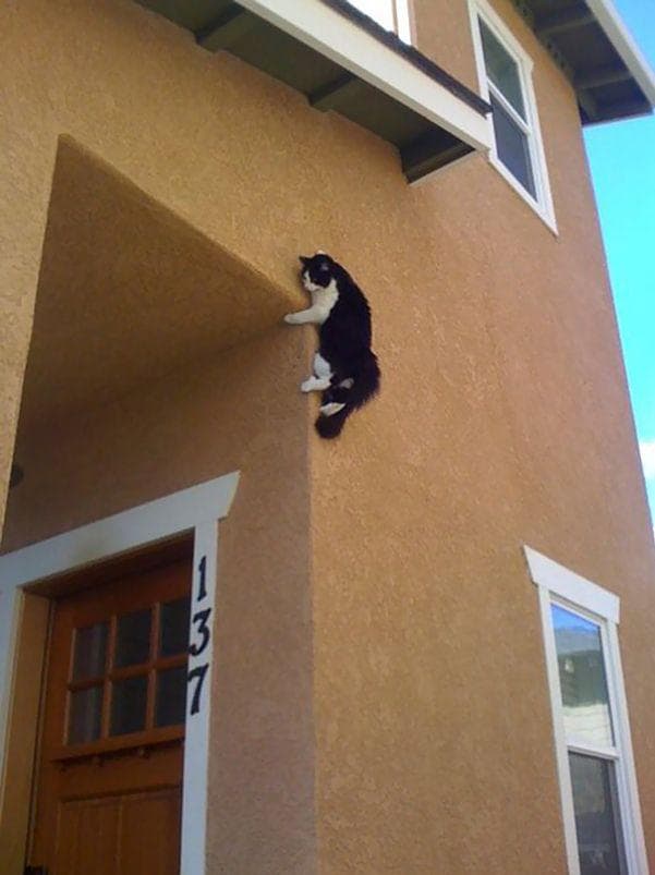 15+ Pictures Of Cats That Almost Definitely Regret Everything