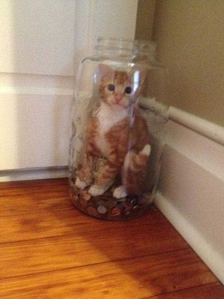 15+ Pictures Of Cats That Almost Definitely Regret Everything