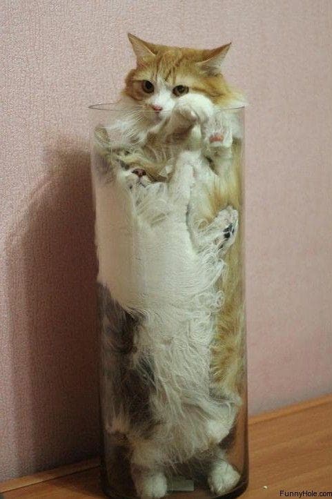 15+ Pictures Of Cats That Almost Definitely Regret Everything