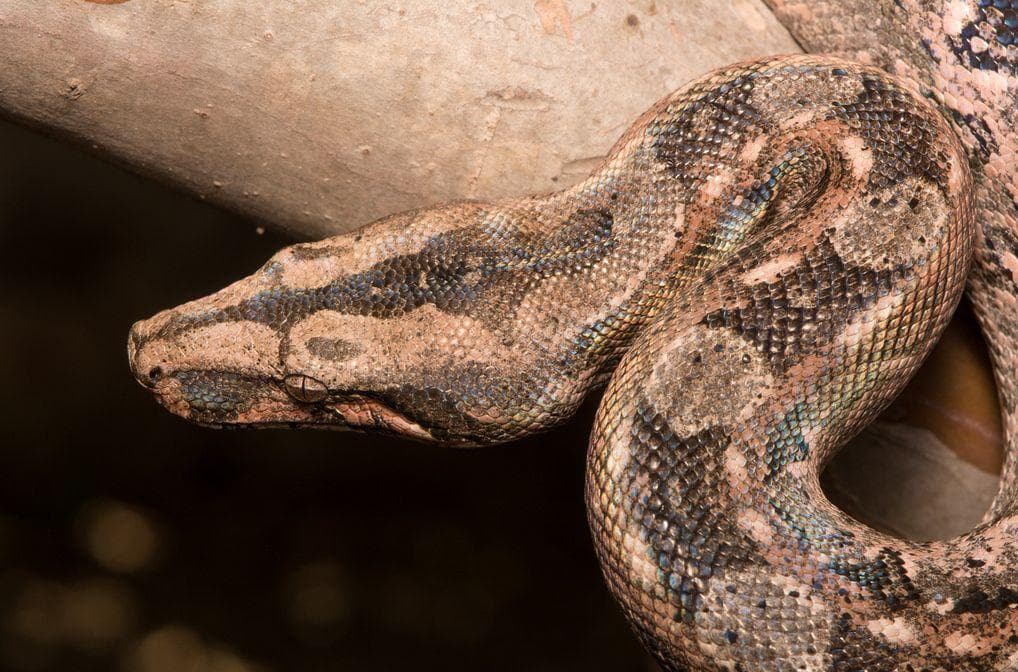 12 Horrific Stories Of Snakes Who Killed Their Owners