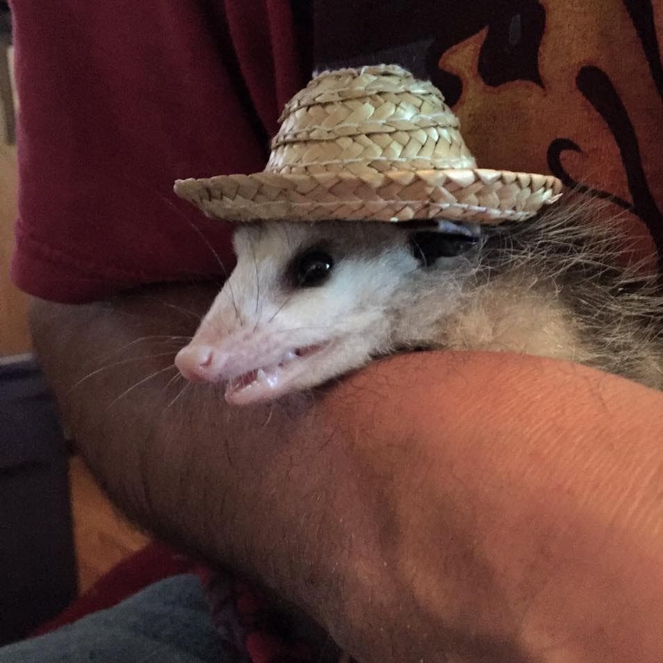 15+ Funny Pictures Of Possums That Are Too Lit