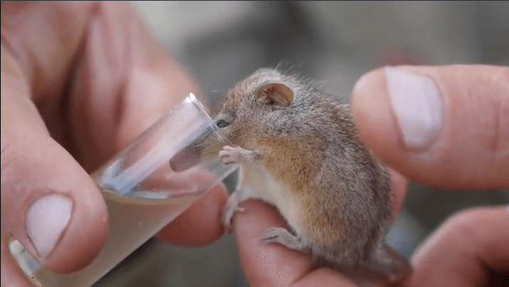 15+ Funny Pictures Of Possums That Are Too Lit