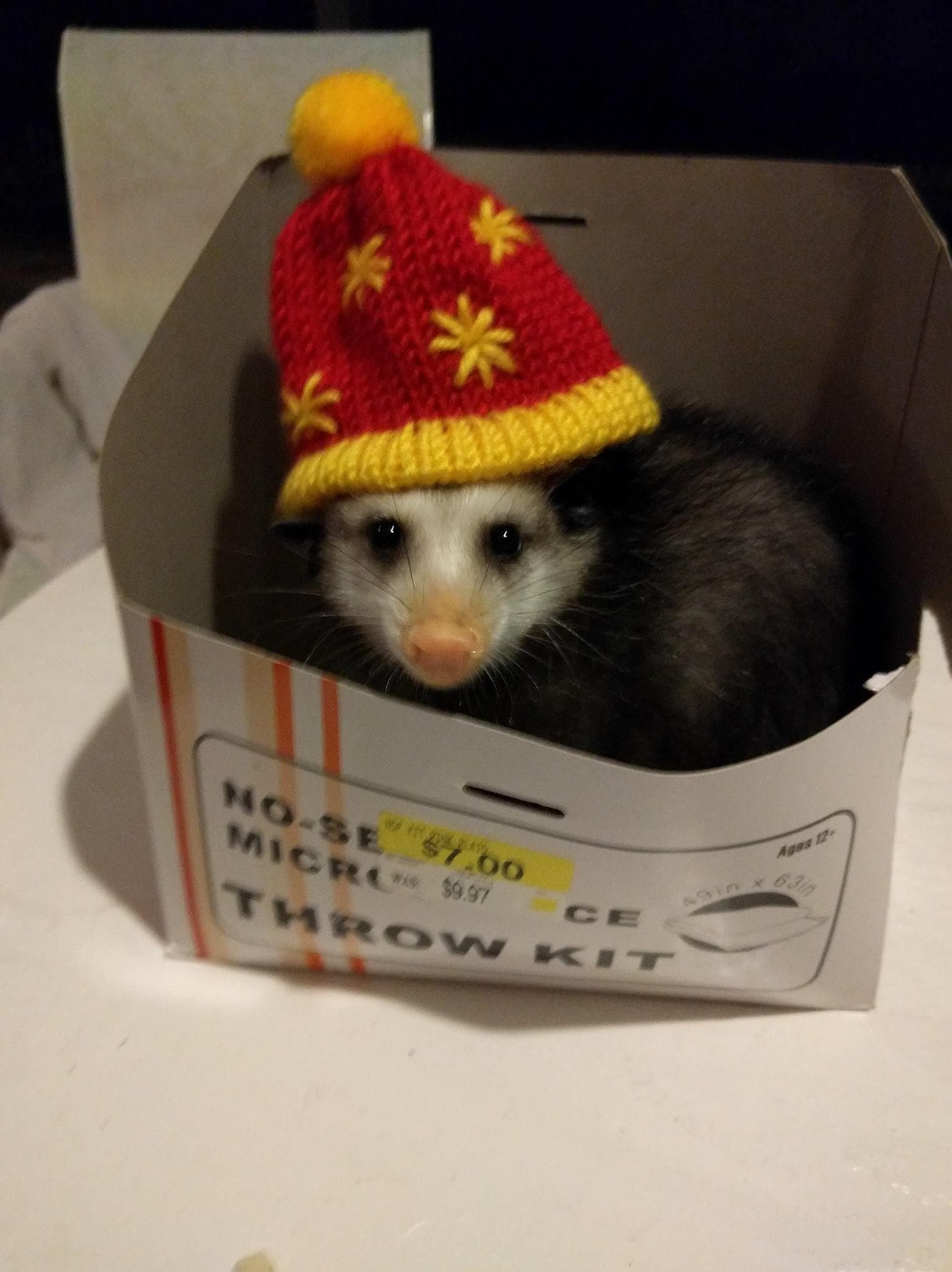 15+ Funny Pictures Of Possums That Are Too Lit