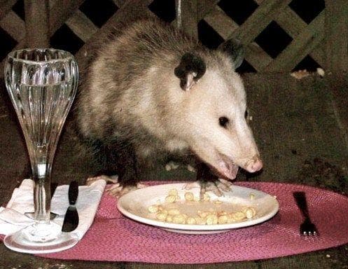 15+ Funny Pictures Of Possums That Are Too Lit