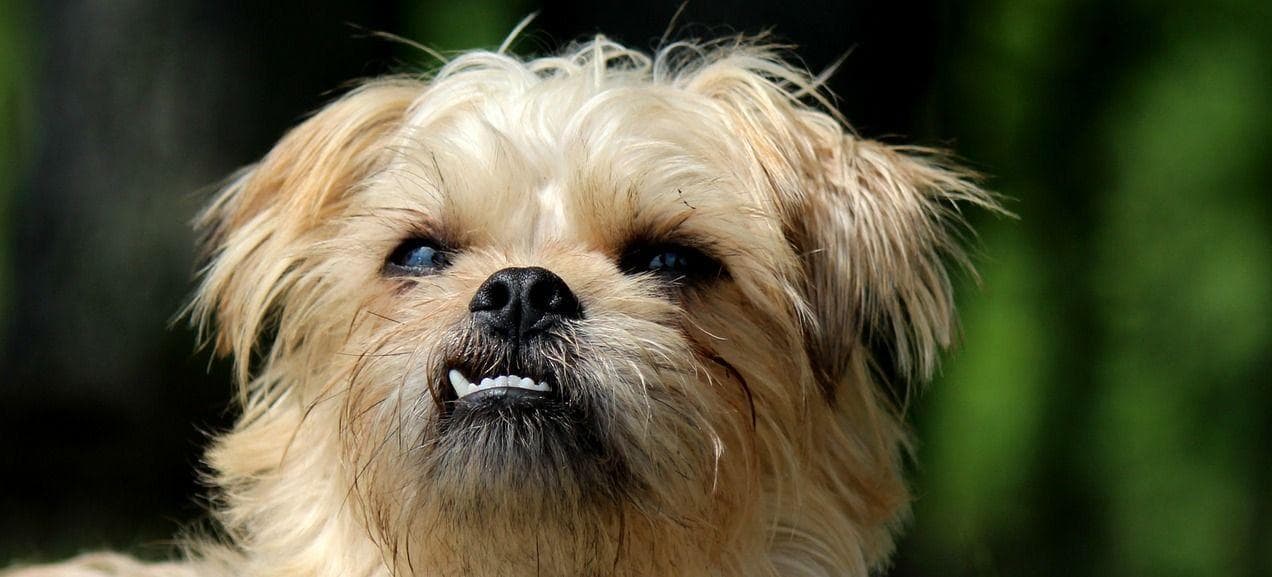 Here Is Every Nightmare You've Ever Had About Your Teeth Explained