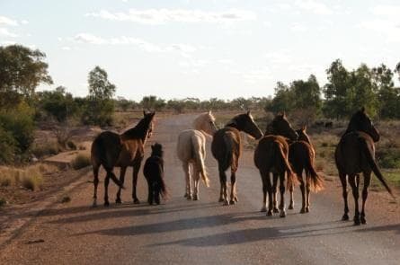 These Invasive Species in Australia Are Wreaking Absolute Havoc