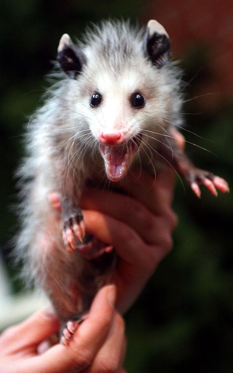15+ Funny Pictures Of Possums That Are Too Lit