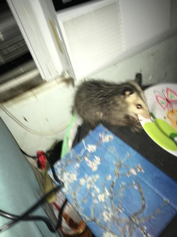 15+ Funny Pictures Of Possums That Are Too Lit