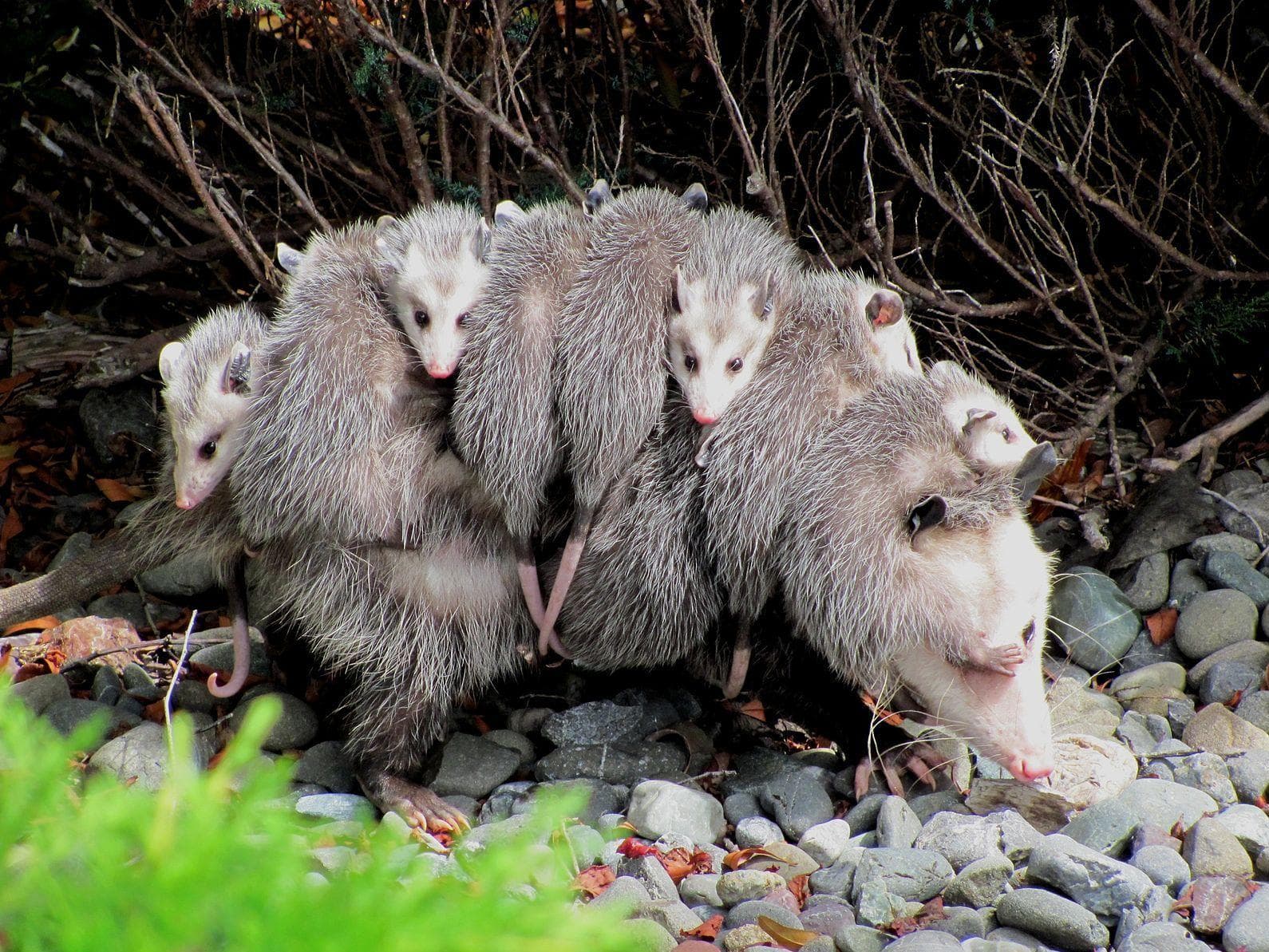 15+ Funny Pictures Of Possums That Are Too Lit