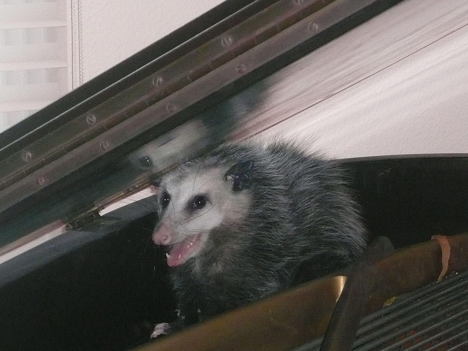 15+ Funny Pictures Of Possums That Are Too Lit