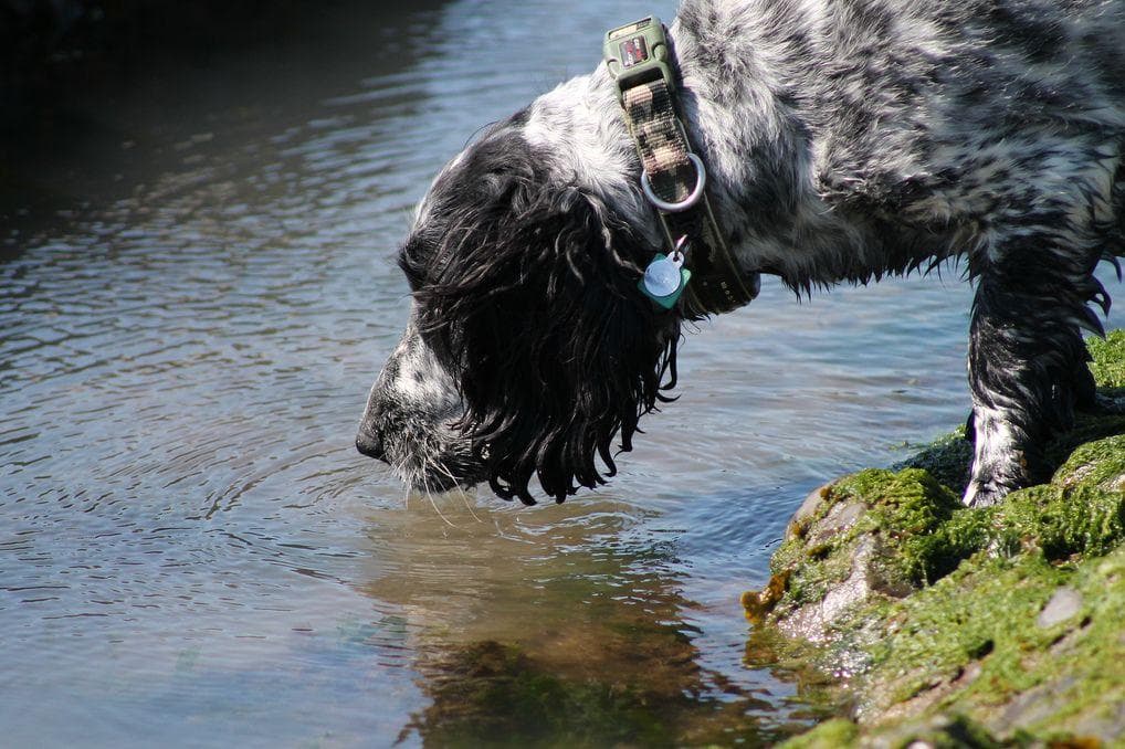 The Animal Most Likely To Kill You From Each State