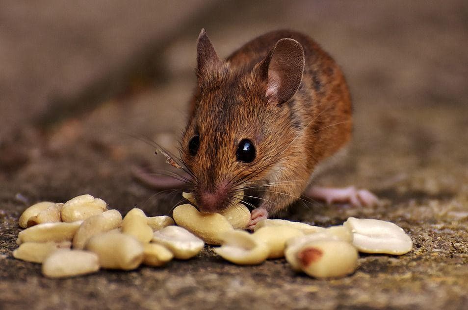 The Animal Most Likely To Kill You From Each State