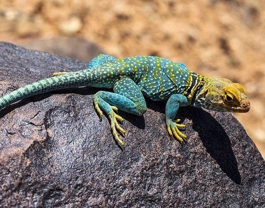 Weird Animal Feet You Have To See To Believe