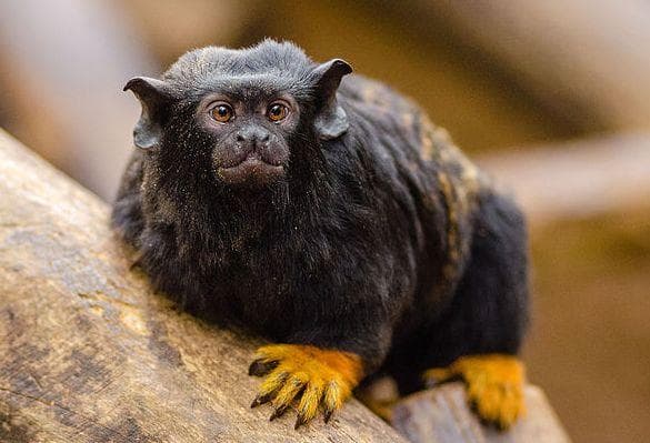 Weird Animal Feet You Have To See To Believe