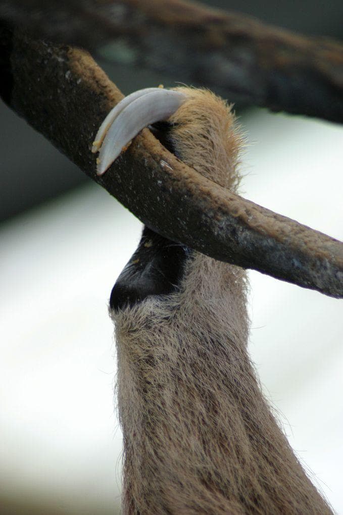 Random Weird Animal Feet You Have To See To Believe | Best Random Tools