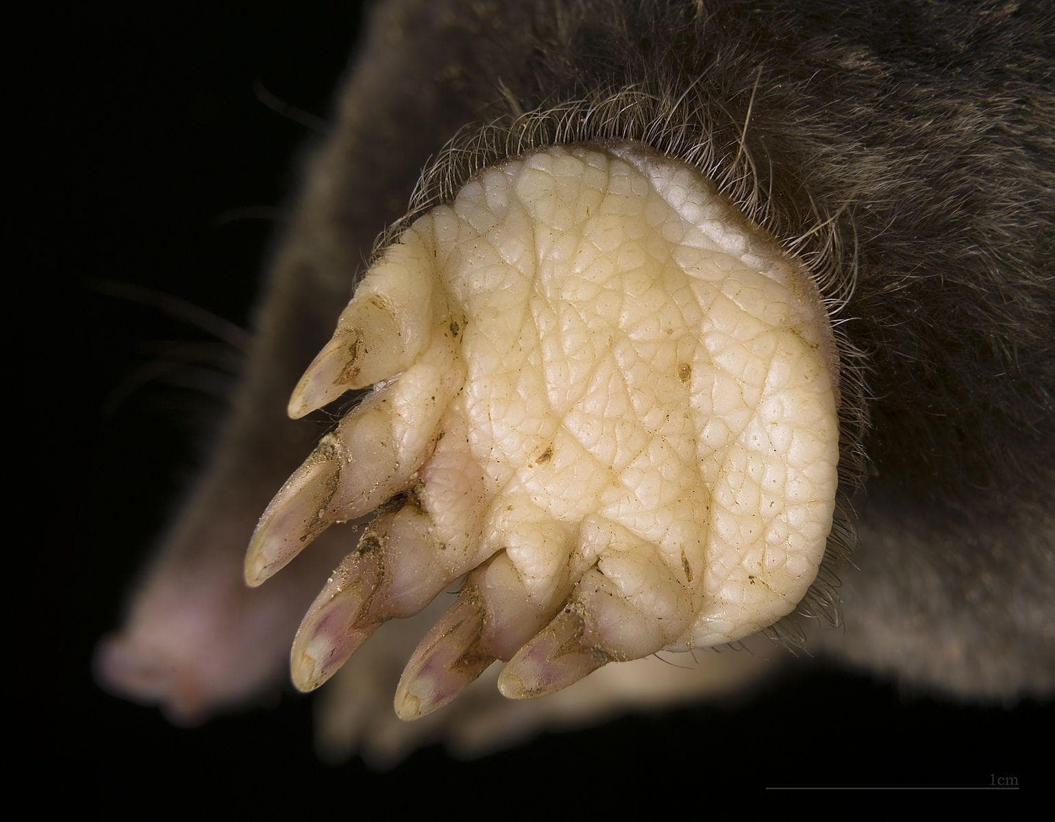 Weird Animal Feet You Have To See To Believe