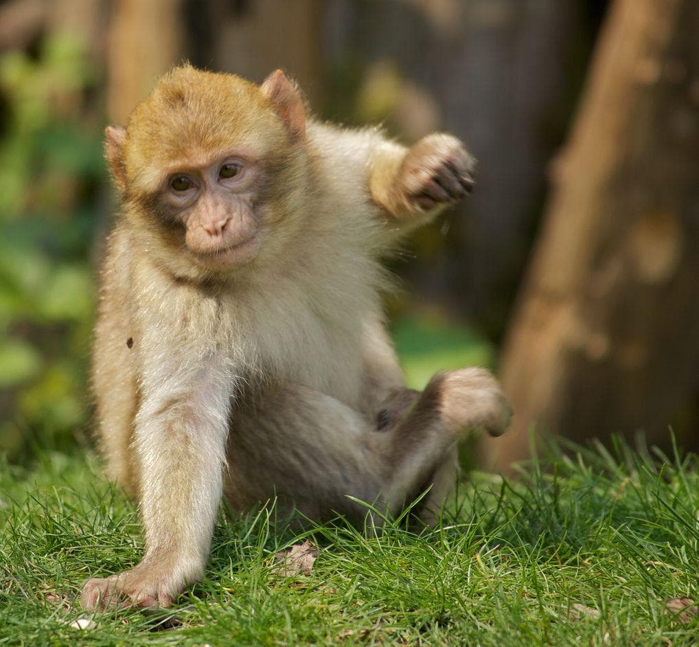13 Things You Didn't Know About Macaques, Who Share 93% of Our DNA