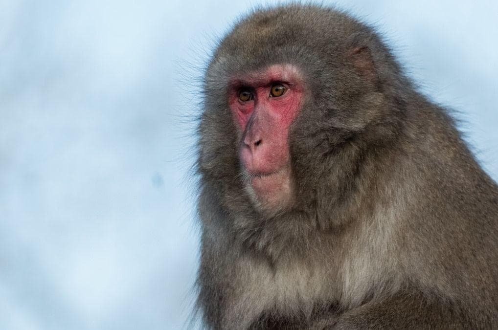 13 Things You Didn't Know About Macaques, Who Share 93% of Our DNA