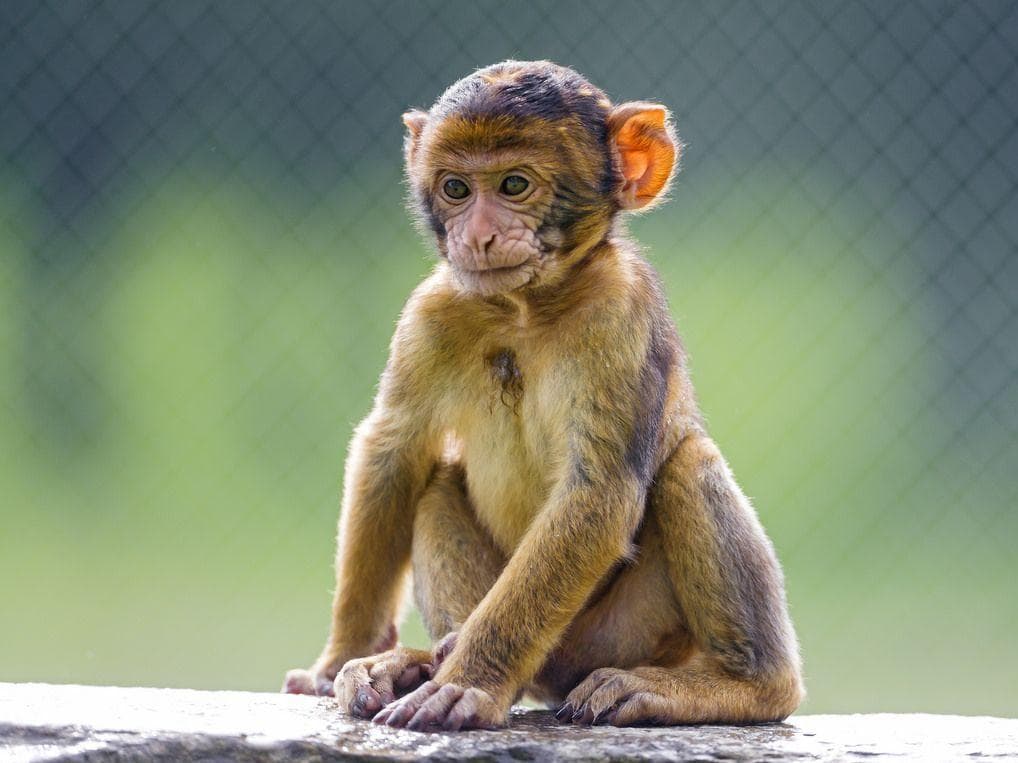 13 Things You Didn't Know About Macaques, Who Share 93% of Our DNA