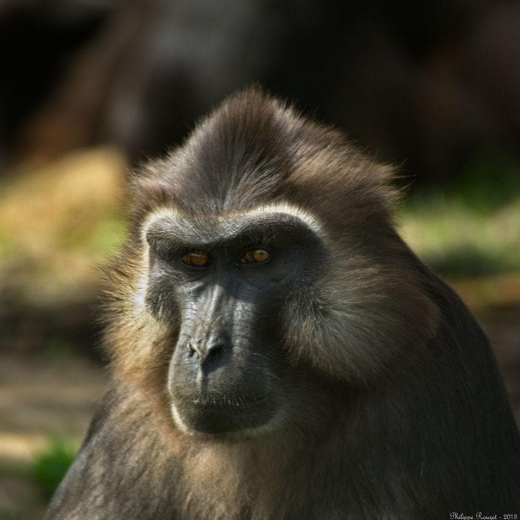 13 Things You Didn't Know About Macaques, Who Share 93% of Our DNA