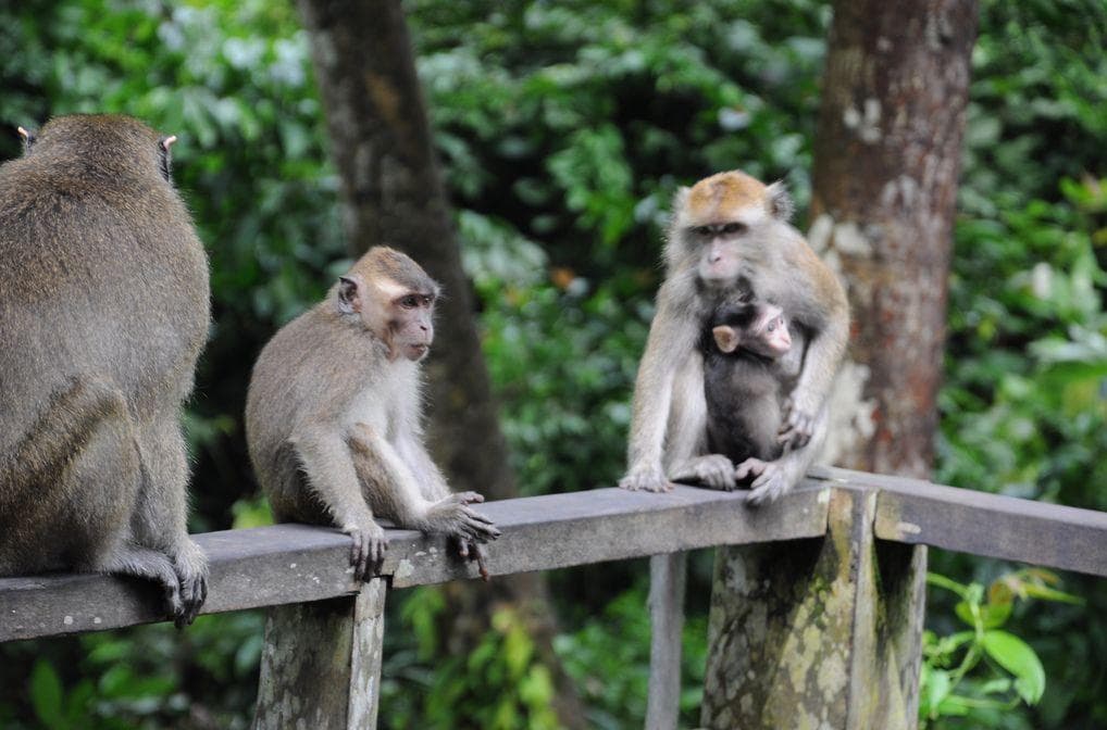 13 Things You Didn't Know About Macaques, Who Share 93% of Our DNA