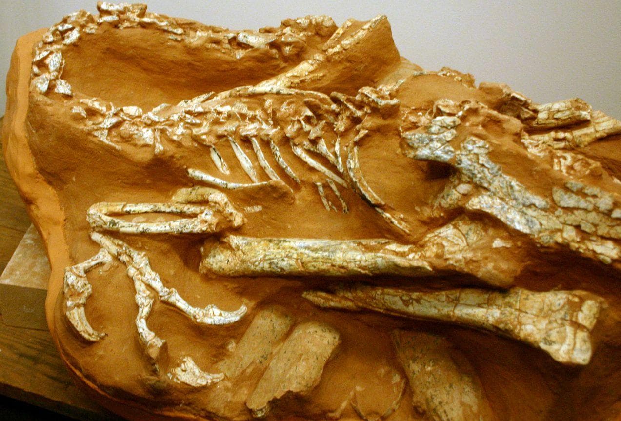 The 21 Most Bizarre Fossils Ever Discovered