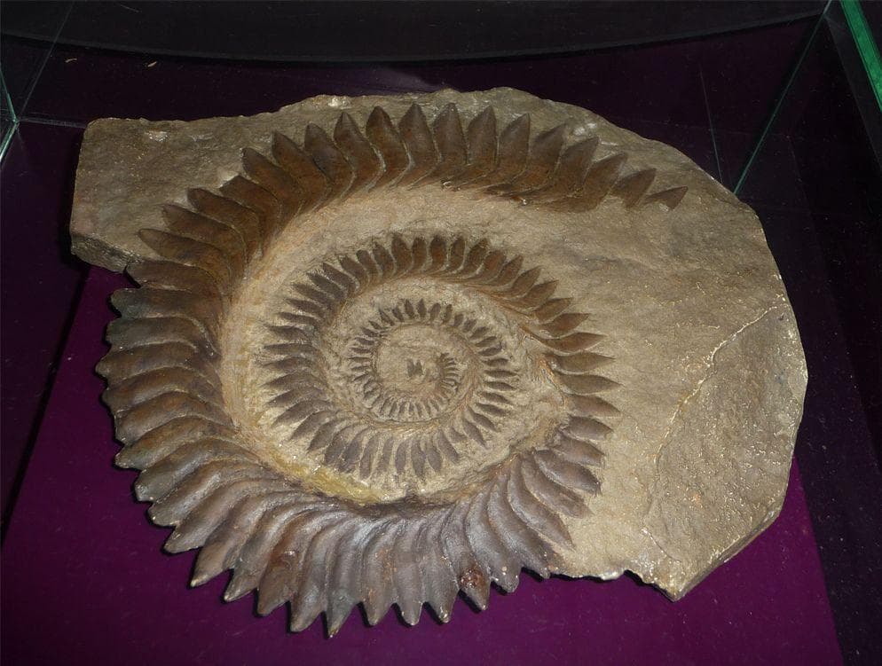 The 21 Most Bizarre Fossils Ever Discovered