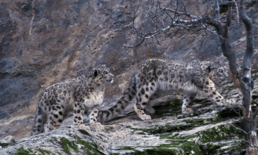 The Making Of Planet Earth Is Even More Mind-Blowing Than The Series Itself