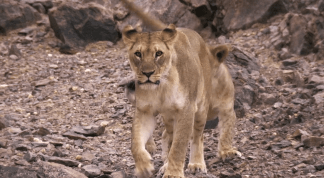 The Making Of Planet Earth Is Even More Mind-Blowing Than The Series Itself