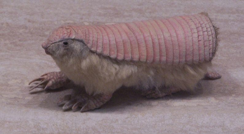 The Pink Fairy Armadillo Is Equal Parts Adorable And Kinda Scary